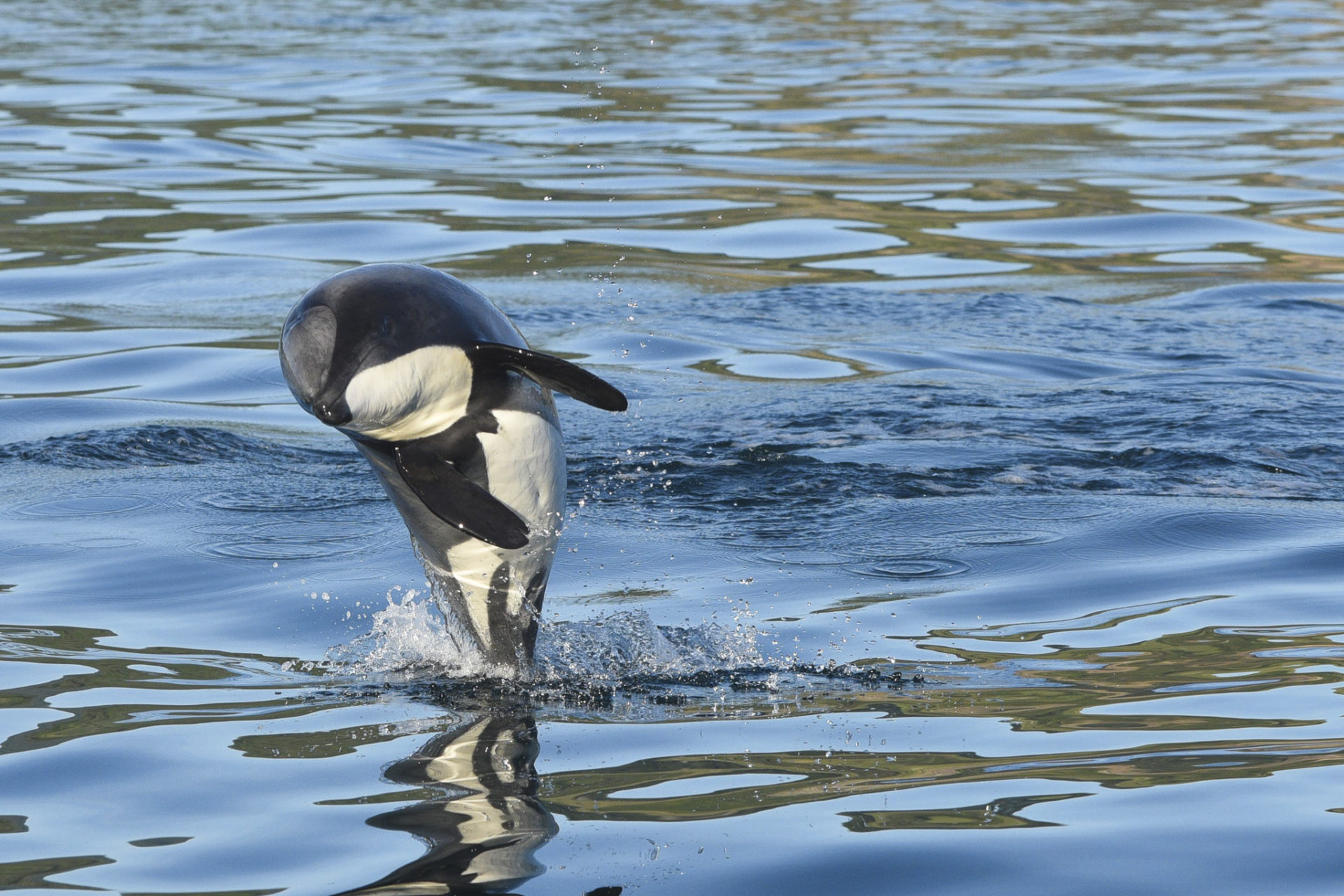 Conservation: How You Can Help Our Hector's Dolphins - New Zealand Surf ...