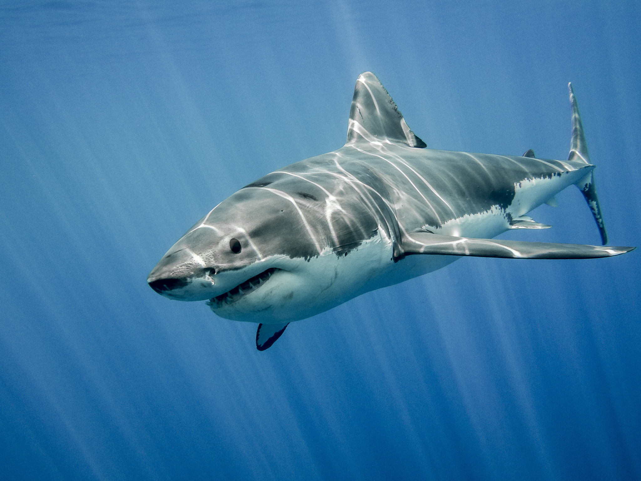 Sharks: Extinction Seems Imminent - New Zealand Surf Journal